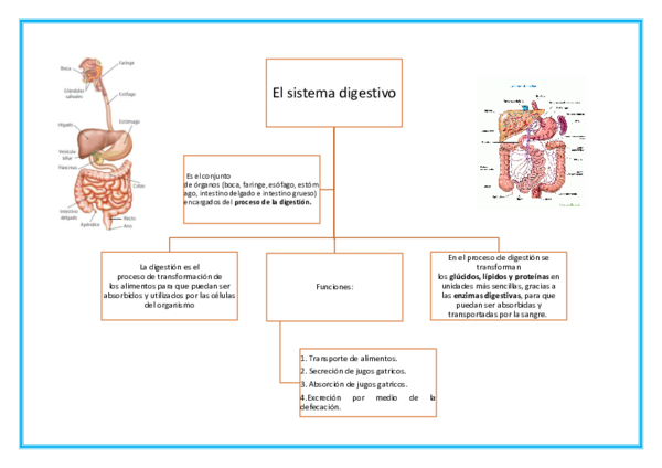 Doc Sistema Excretor