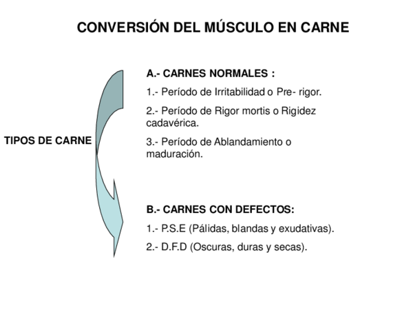 (PDF) CONVERSIÓN DEL MÚSCULO EN CARNE