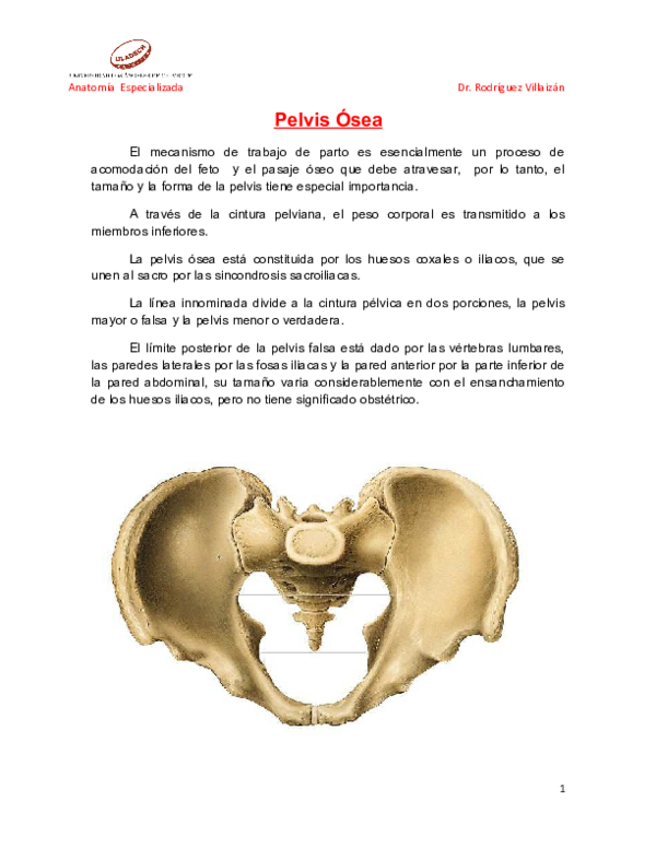 (PDF) Anatomía Especializada Pelvis Ósea
