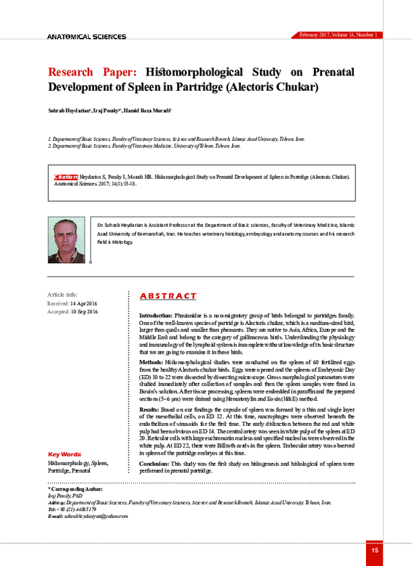 (PDF) Histomorphological Study on Prenatal Development of Spleen in ...