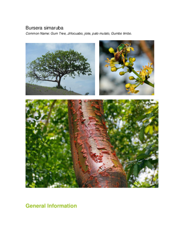 (DOC) Descripción árboles