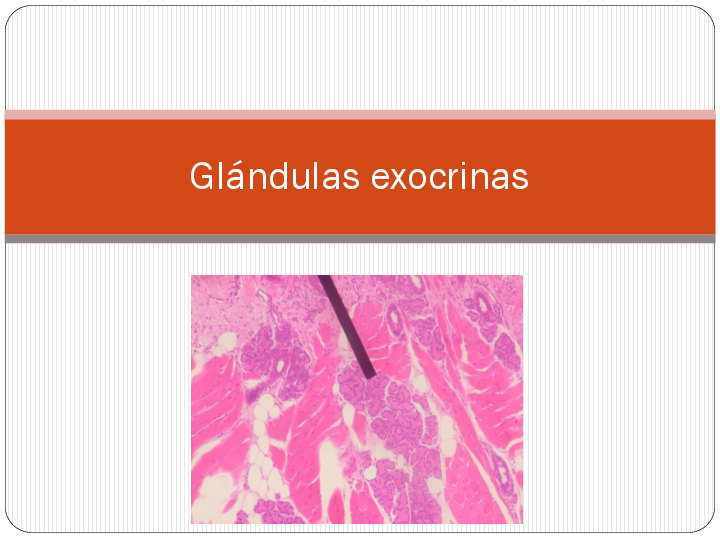 (PPT) Glándulas exocrinas