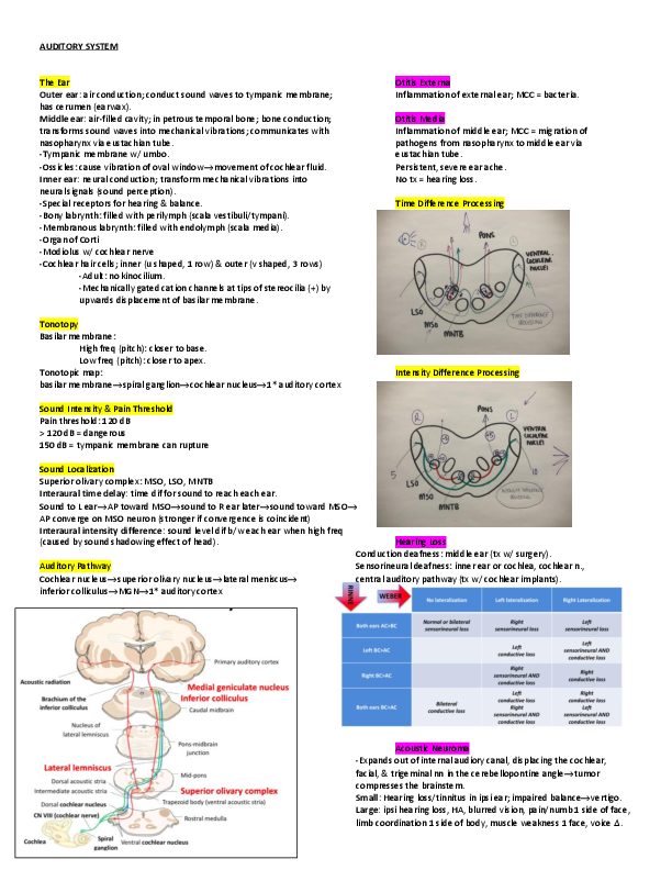 (PDF) AUDITORY SYSTEM
