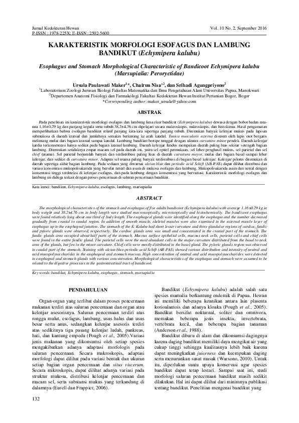 (DOC) Esophagus and Stomach Morphological Characteristic of Bandicoot ...