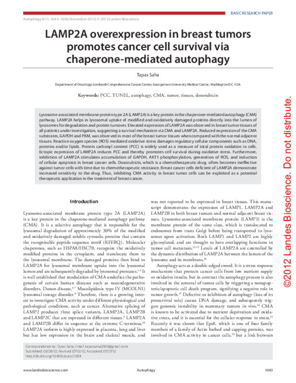 (PDF) LAMP2A overexpression in breast tumors promotes cancer cell ...