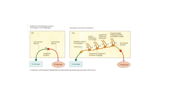 (PPT) Reiz Reaktionsschema