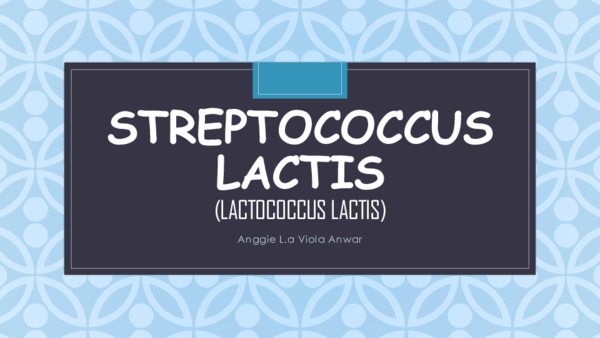 (PPT) Bakteri Streptococcus lactis