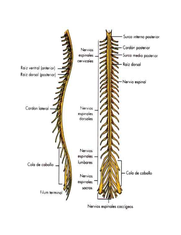 (DOC) Cuál es la función de la médula espinal
