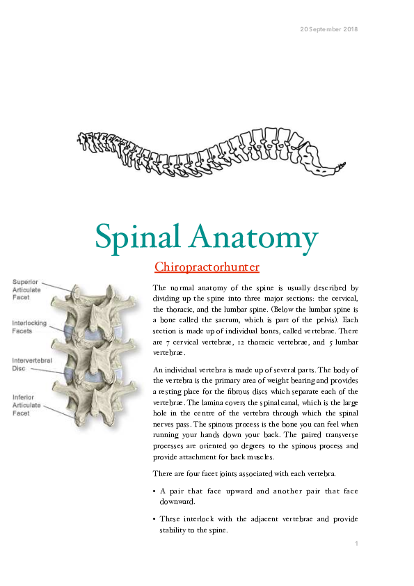 (PDF) Spinal Anatomy