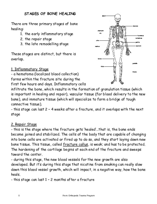 (PDF) STAGES OF BONE HEALING