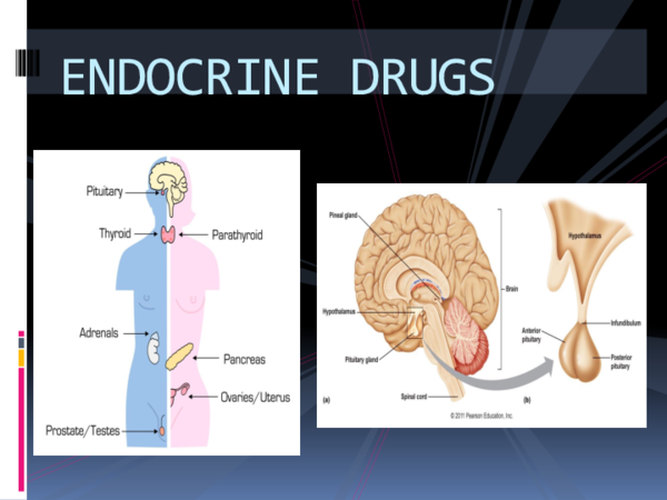 (PDF) ENDOCRINE DRUGS