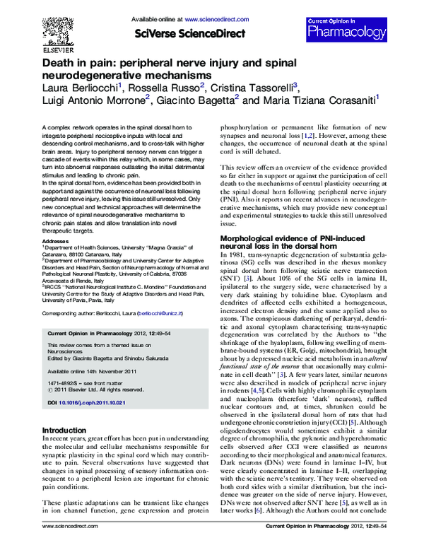 (PDF) Death in pain: peripheral nerve injury and spinal ...