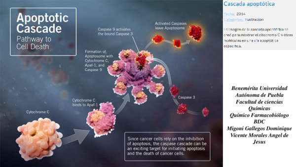 (PPT) Apoptosis-Expo