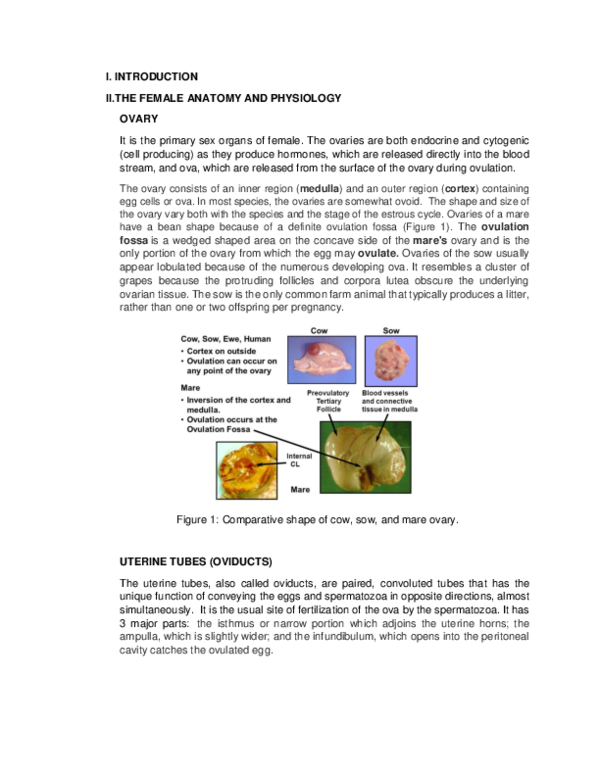 (DOC) Anatomy and Physiology of Female Reproductive System of Farm Animals
