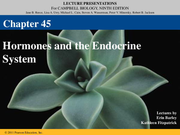 (PPT) Endocrine system