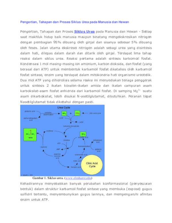 (DOC) Pengertian, Tahapan dan Proses Siklus Urea pada Manusia dan Hewan