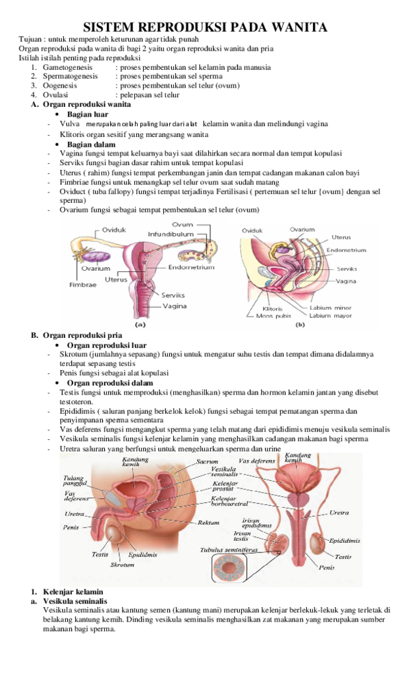 (PDF) SISTEM REPRODUKSI PADA WANITA
