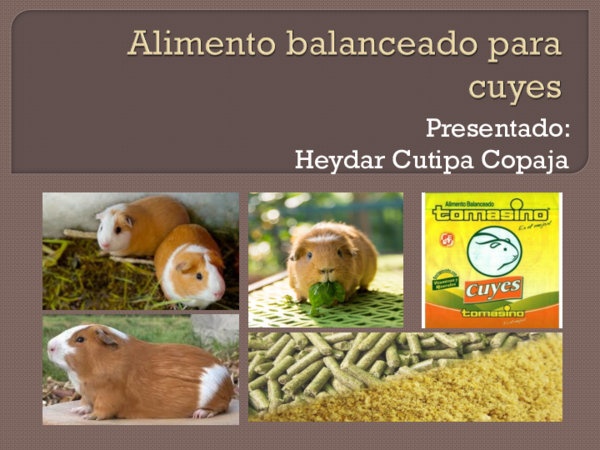 (PPT) Alimento balanceado para cuyes