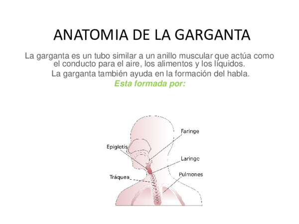 (PPT) ANATOMIA DE LA GARGANTA