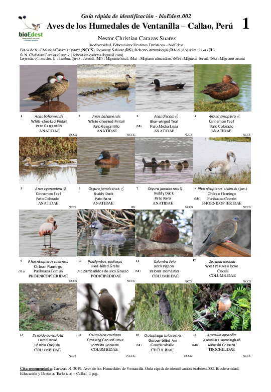(PDF) Aves de los Humedales de Ventanilla - Callao, Perú. Guía rápida de identificación ...