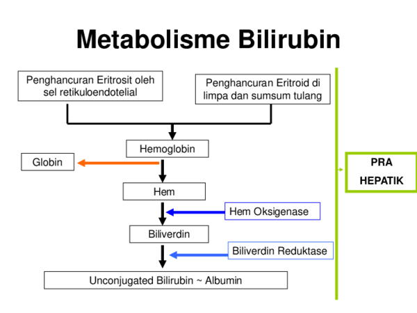(PDF) 118876380-Metabolisme-Bilirubin.pdf