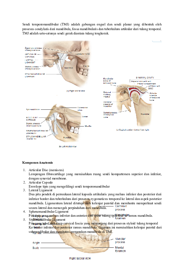 (DOC) ANATOMI TMJ
