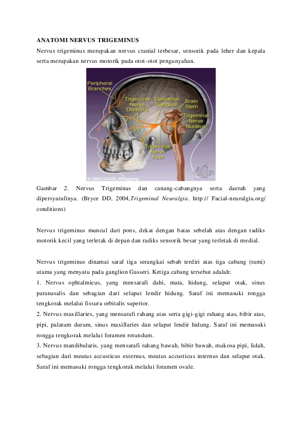 (DOC) Nervus trigeminus