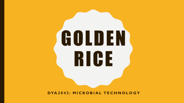 (PPT) Microbe Presentation (Golden Rice ) | Loga Vendra - Academia.edu