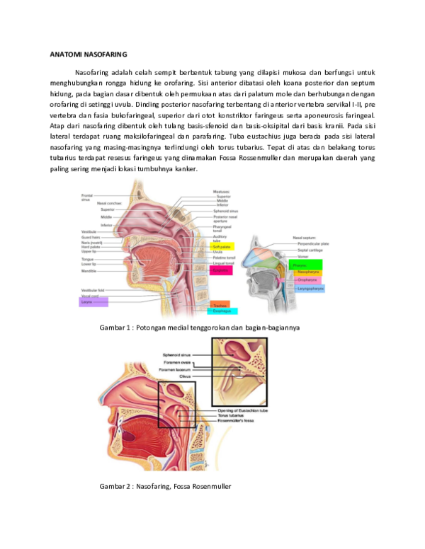 (DOC) ANATOMI NASOFARING.docx
