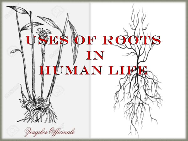(PPT) Uses of Roots andOrder of Soil.pptx