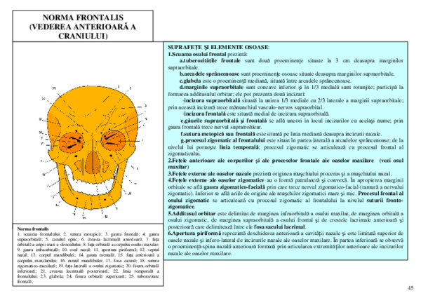 (PDF) NORMA FRONTALIS (VEDEREA ANTERIOARĂ A CRANIULUI