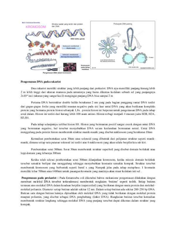(DOC) Pengemasan DNA pada eukariot dan prokariot.docx