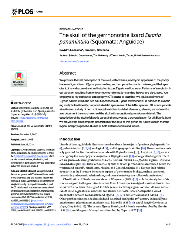(PDF) The skull of the gerrhonotine lizard Elgaria panamintina ...