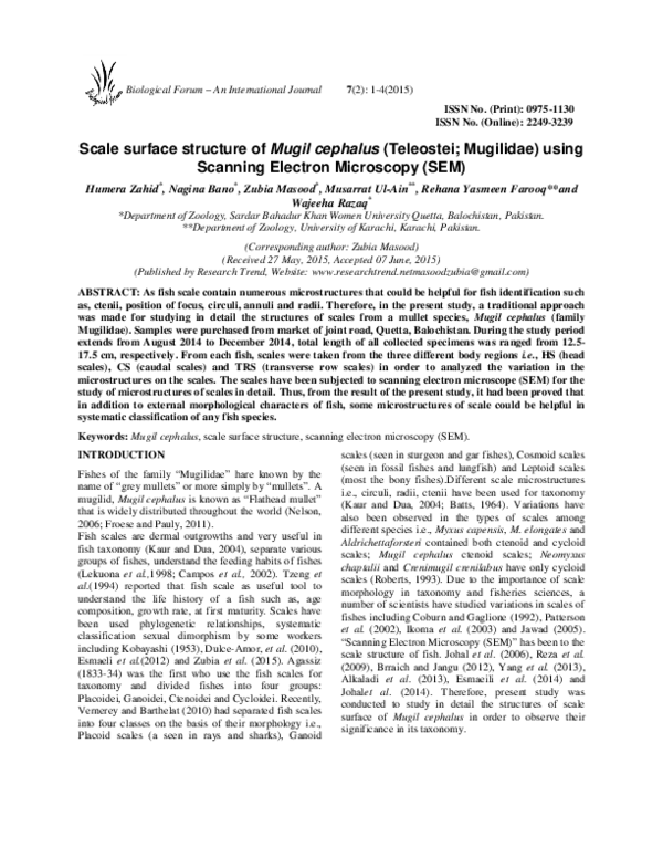(PDF) Scale surface structure of Mugil cephalus (Teleostei; Mugilidae ...