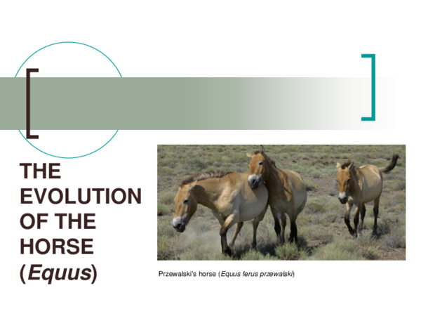 (PPT) EVOLUTION OF HORSE