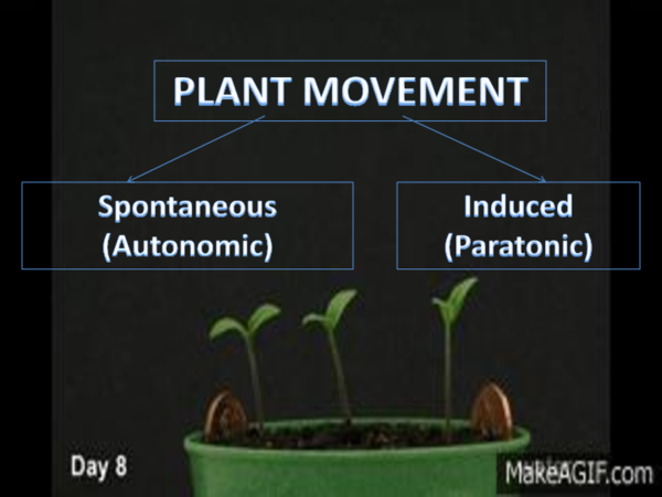 (PPT) Plant Movement