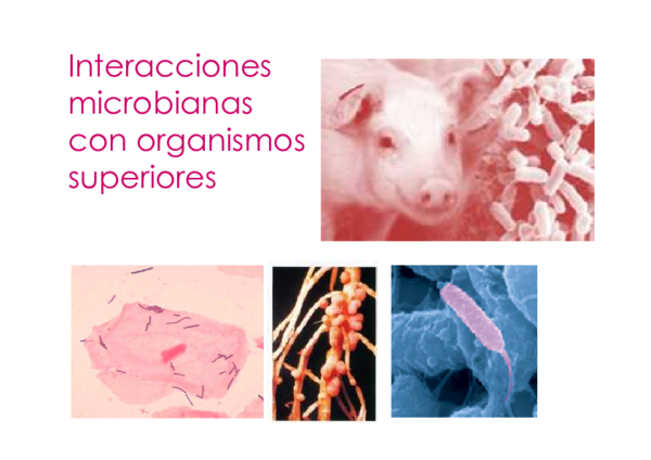 (PDF) Interacciones microbianas con organismos superiores