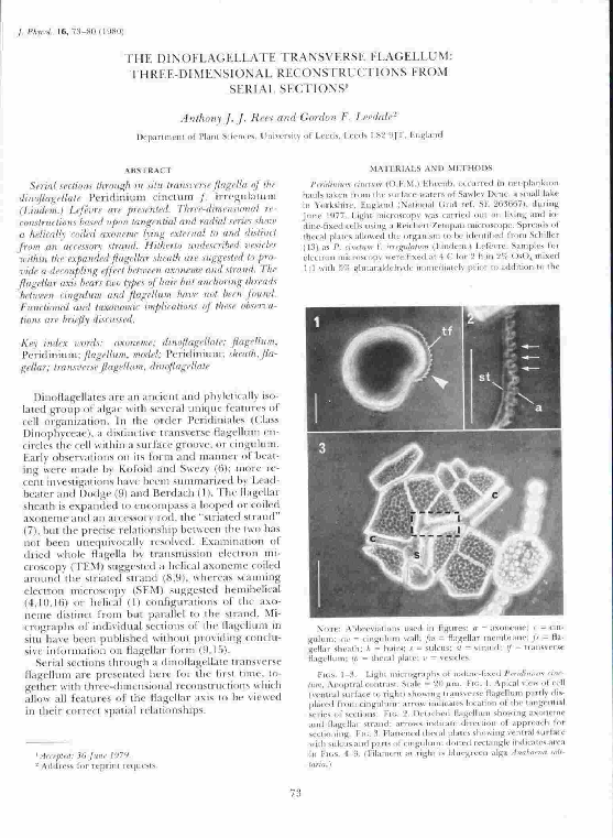 (PDF) The Dinoflagellate Transverse Flagellum: Three-Dimensional ...