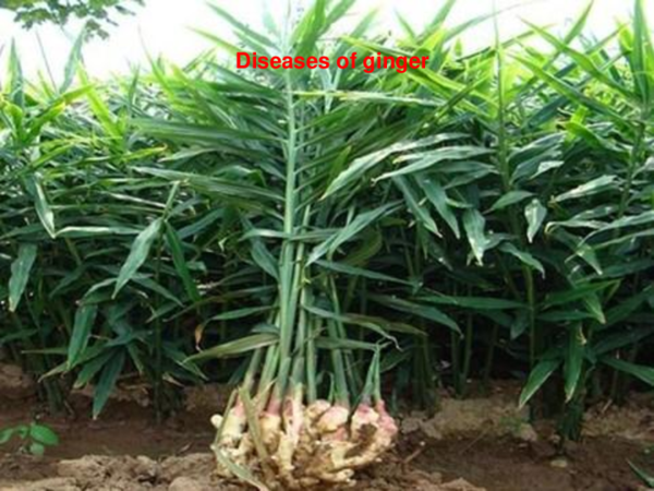 (PDF) Diseases of ginger