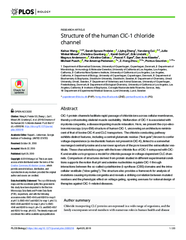 (PDF) Structure of the human ClC-1 chloride channel