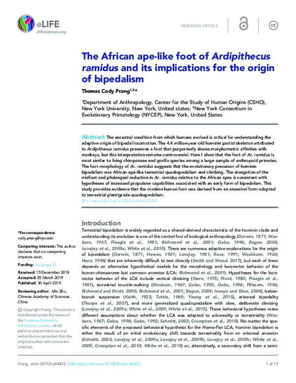 (PDF) The African ape-like foot of Ardipithecus ramidus and its ...