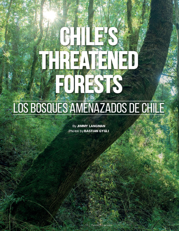 (PDF) Chile's Threatened Forests - Los bosques amenazados de Chile