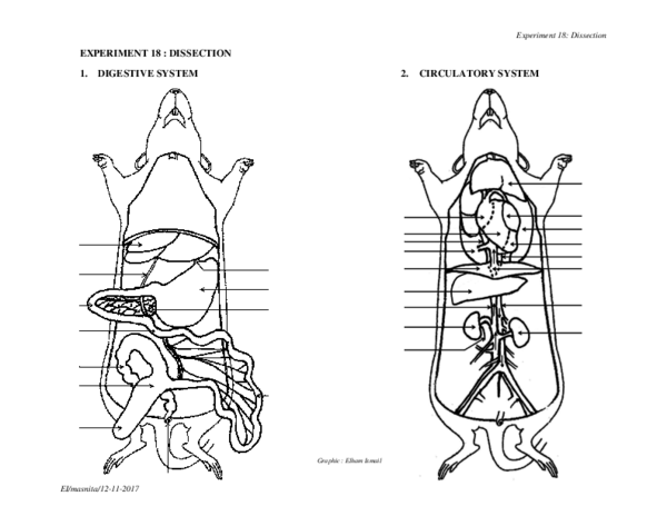 (PDF) EXPERIMENT 18 : DISSECTION 1. DIGESTIVE SYSTEM 2. CIRCULATORY ...