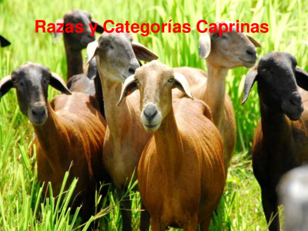(PPT) Razas Caprinas