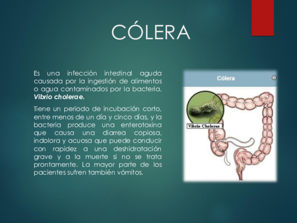 (PPT) Colera y rabia[1]