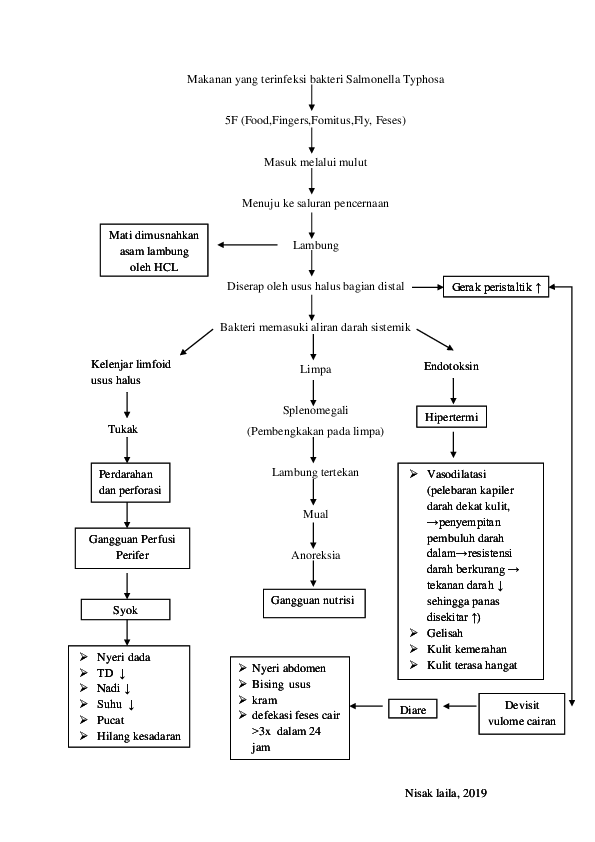 (DOC) PATHWAY TIFUS 2019