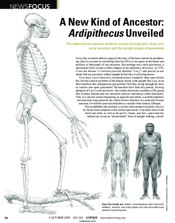 (PDF) A new kind of ancestor: Ardipithecus unveiled