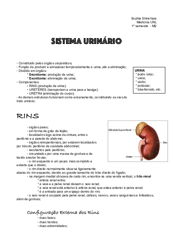 (PDF) Resumo Sistema Urinário anatomia