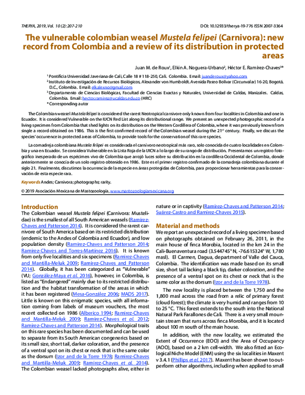 (PDF) The vulnerable colombian weasel Mustela felipei (Carnivora): new ...