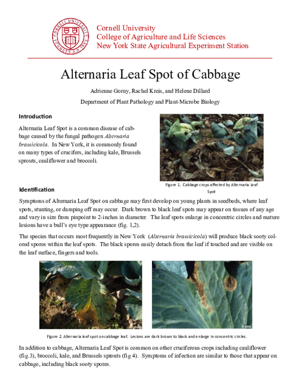 (PDF) Alternaria Leaf Spot of Cabbage